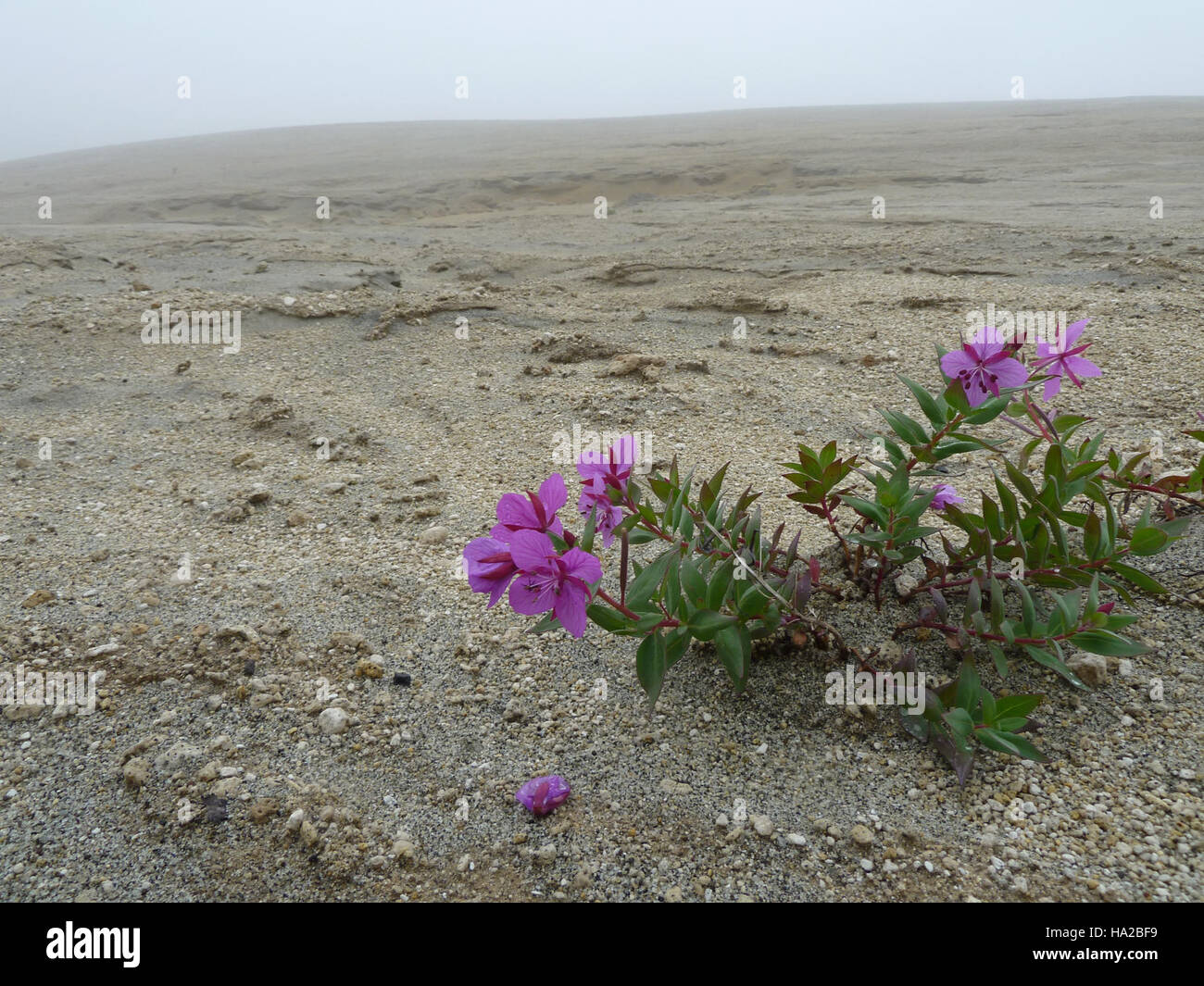 The image shows the dwarf fireweed, Chamerion latifolium, in its ...
