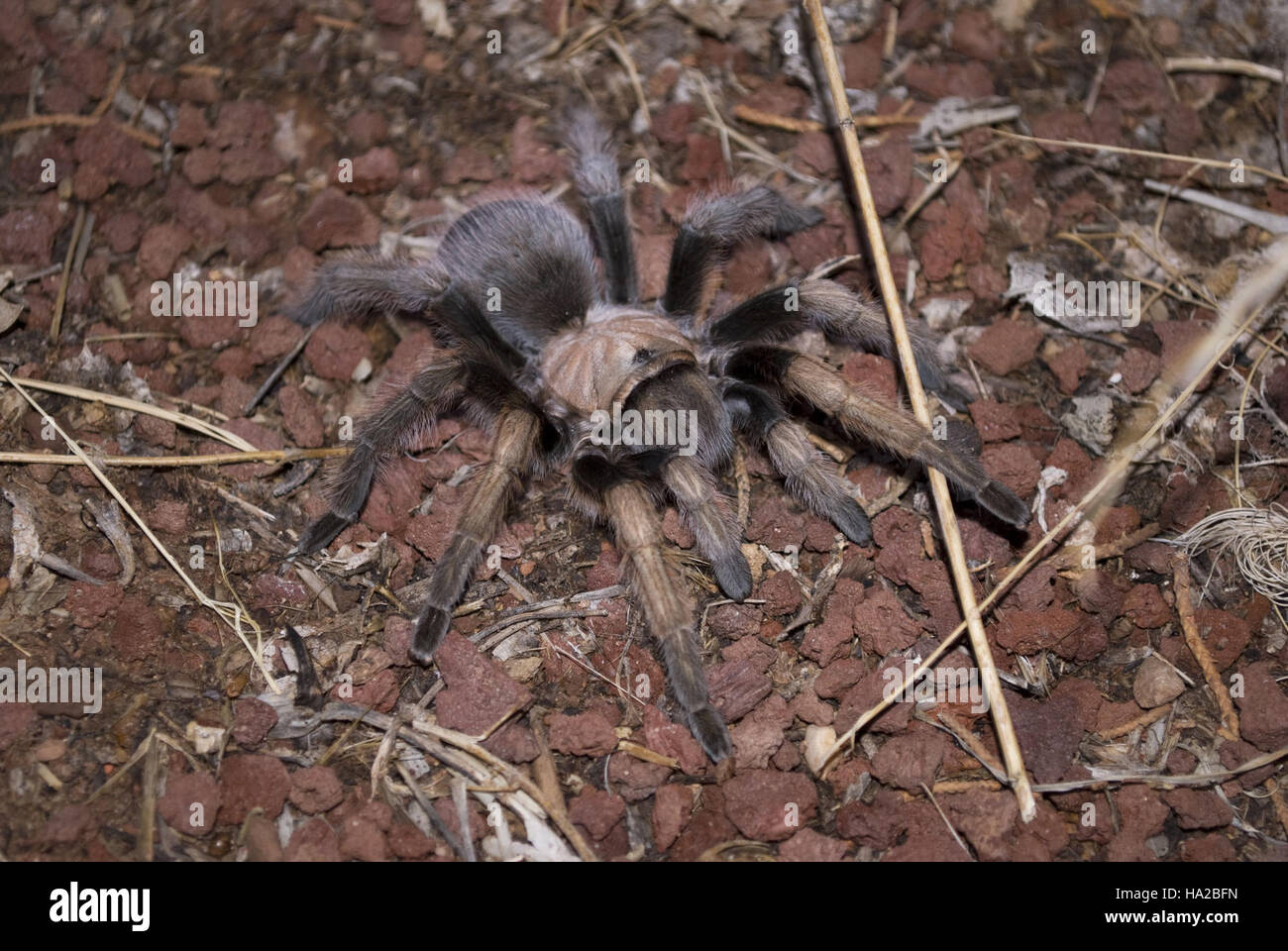 This image titled 'Tarantula' from Zion National Park features a close ...