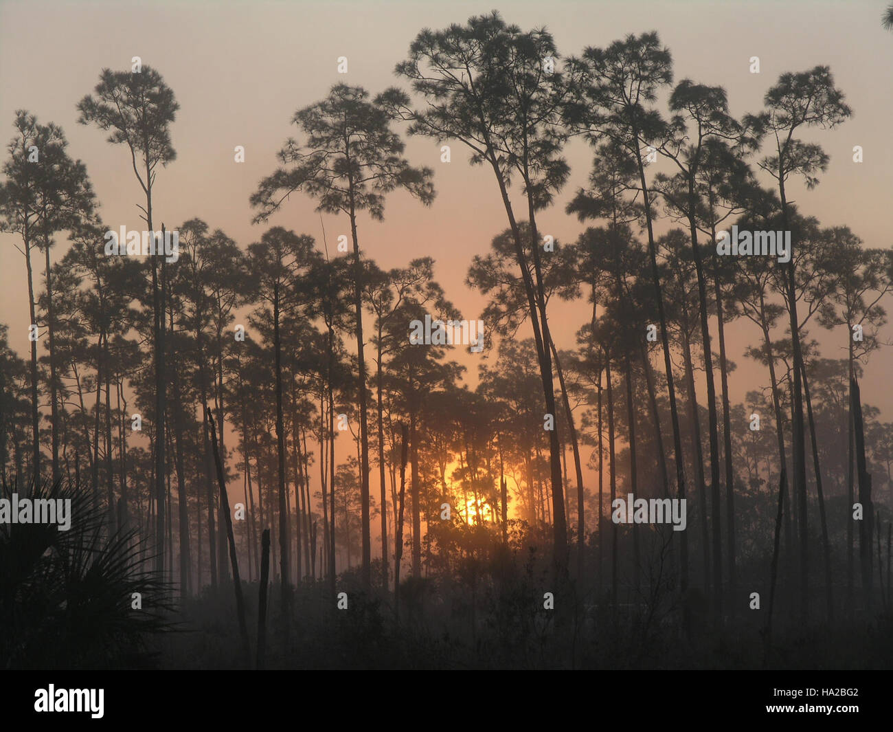 This stunning photograph captures a serene sunrise over the Pinelands ...