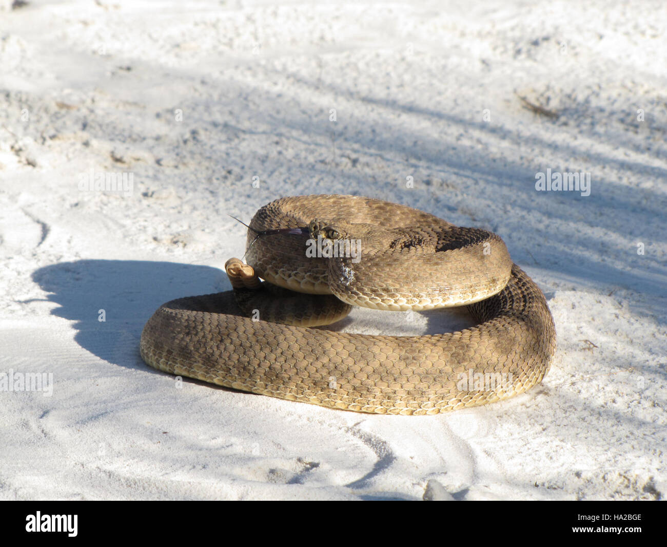 Prairie rattlesnake venomous species hi-res stock photography and ...