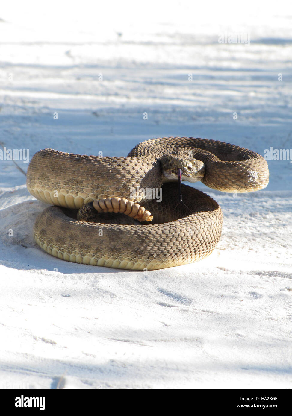 Prairie rattlesnake bite hi-res stock photography and images - Alamy