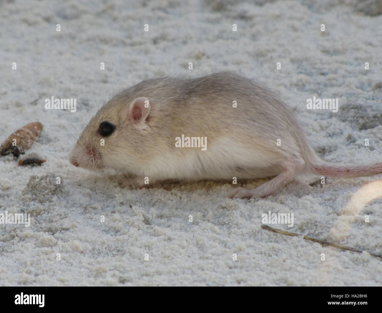A close-up photograph of the Apache Pocket Mouse, showcasing the ...