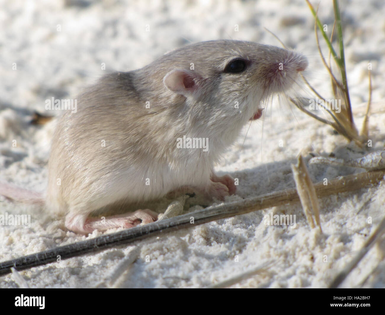 Pocket mouse wildlife hi-res stock photography and images - Alamy
