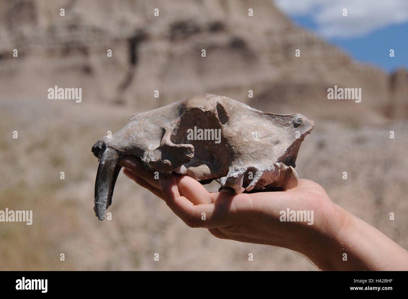 Saber tooth tiger hi-res stock photography and images - Alamy