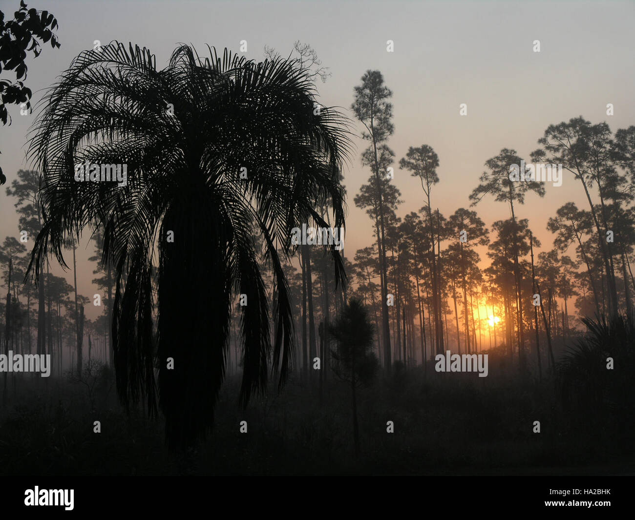 This stunning photograph, taken in the Everglades National Park ...