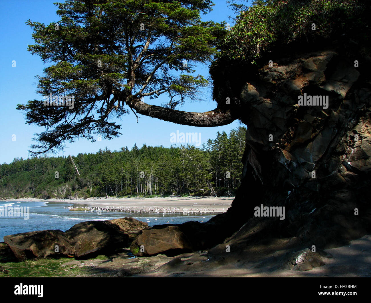 This photo from the National Park Service shows an angled tree along ...