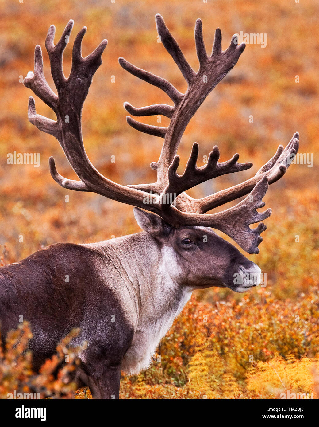 This illustration depicts a Caribou, a species of reindeer native to ...