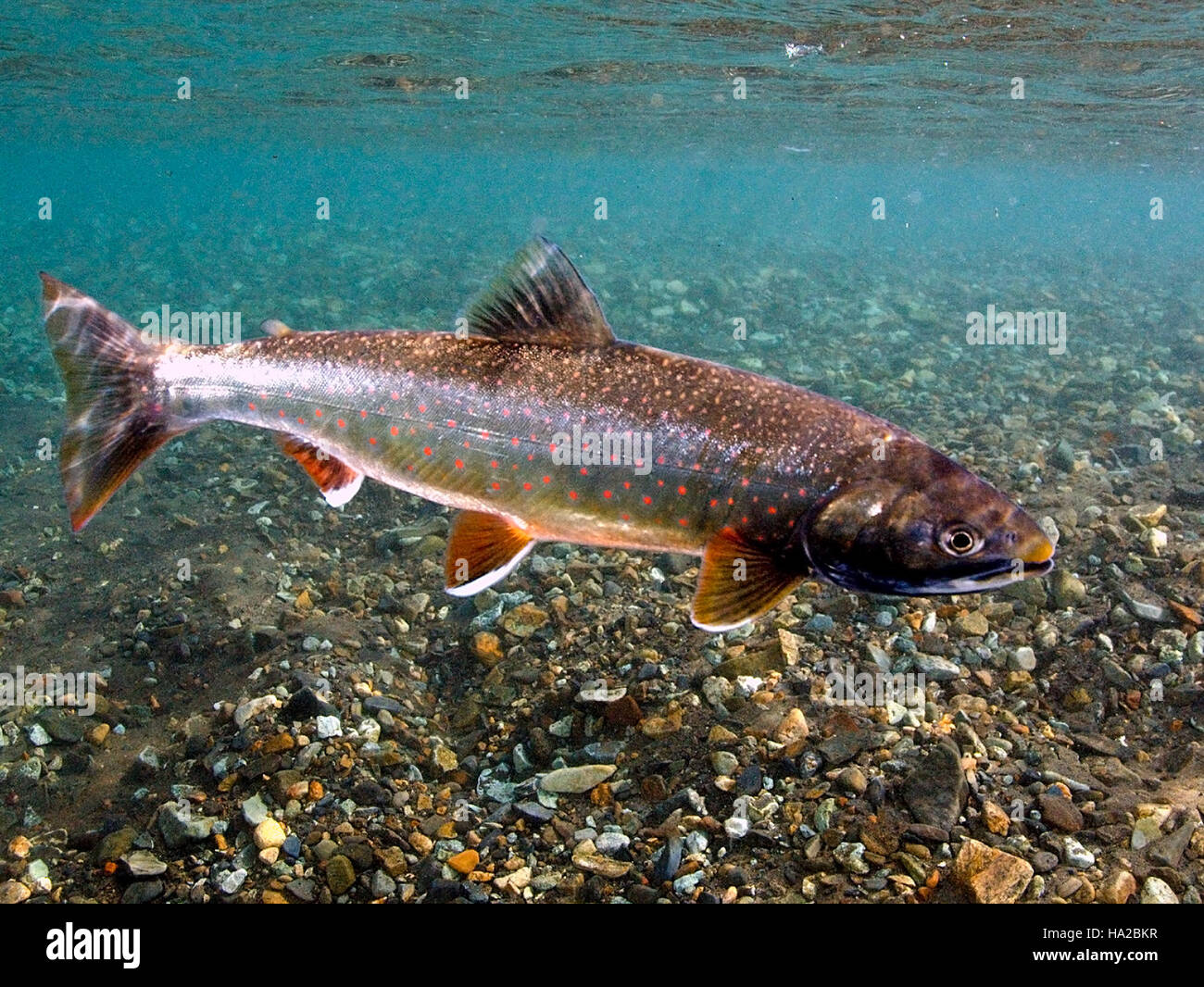 The Bering Land Bridge, a significant geological feature, connects Asia ...