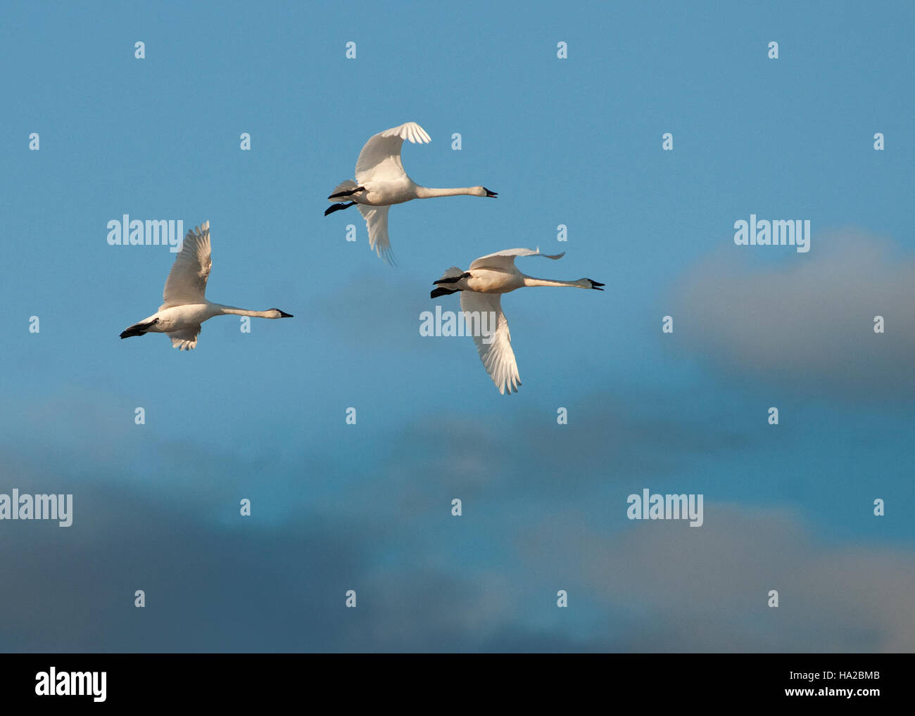 The photograph shows a group of Tundra Swans (Cygnus columbianus) in ...