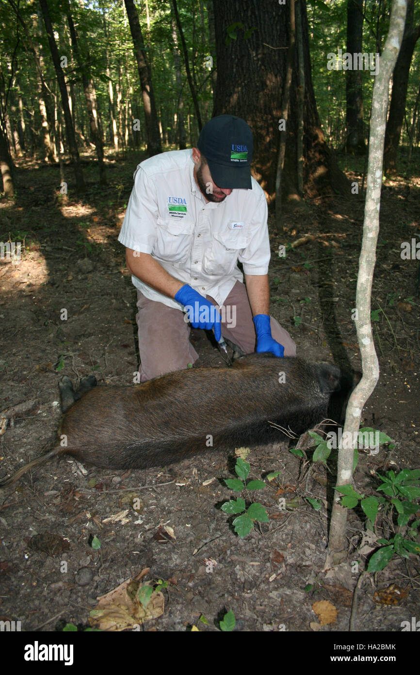 This image from the USDA shows an APHIS biologist studying feral swine ...
