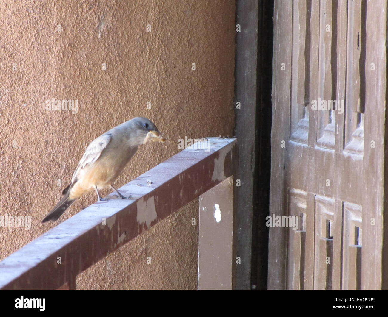 The Ash-throated Flycatcher, a bird species native to North America, is ...
