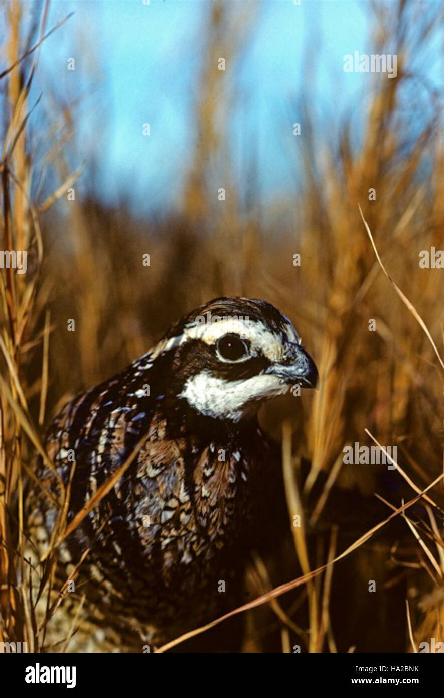 Agricultural bird species hi-res stock photography and images - Alamy