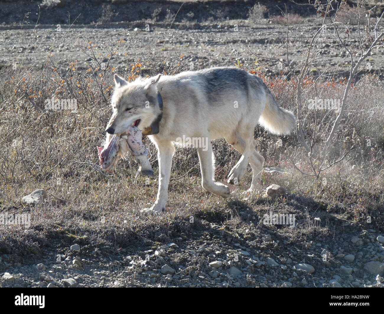 This image shows a wolf in its natural habitat, successfully capturing ...
