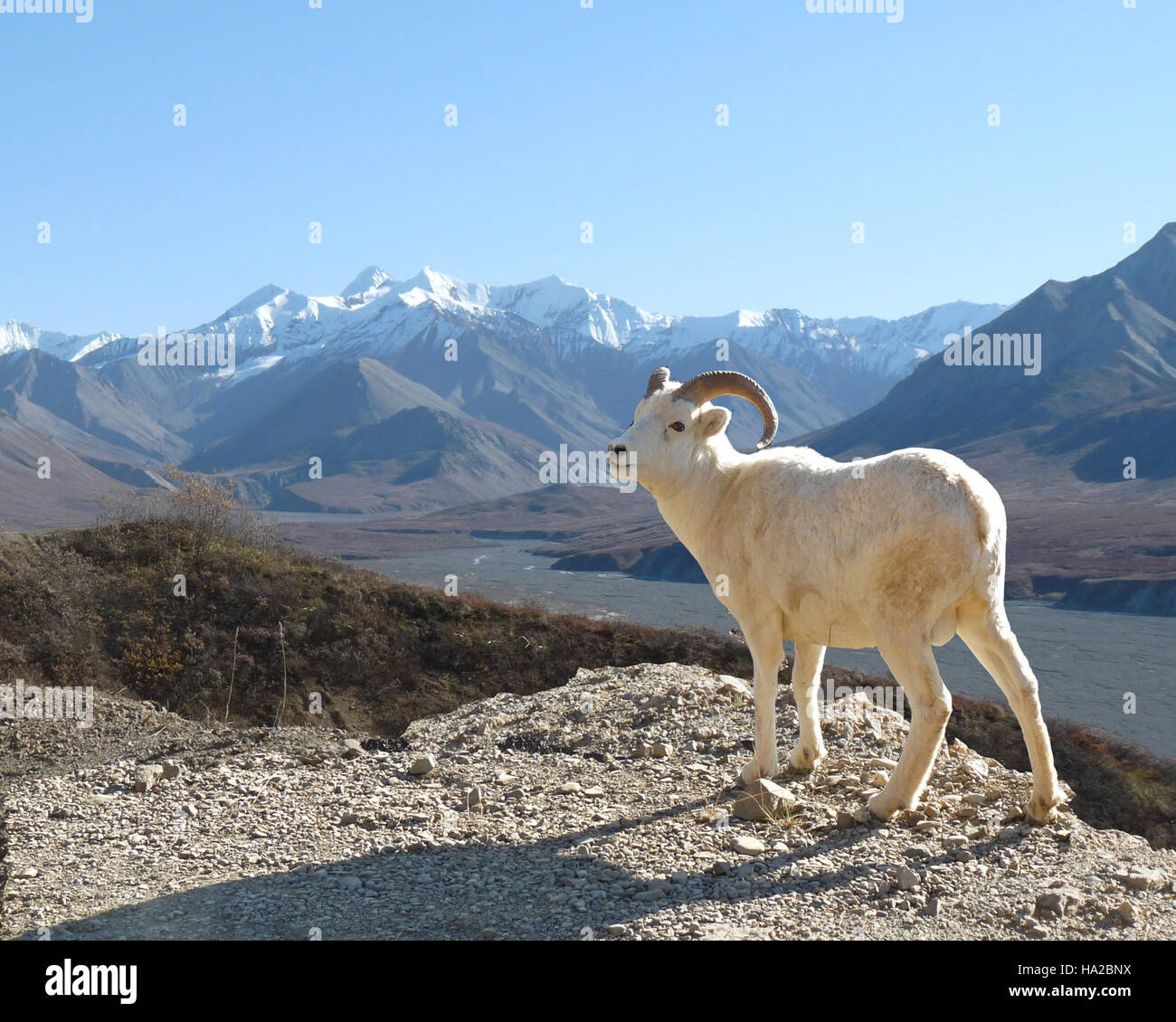 Dall's sheep, known for their distinctive white coats and impressive ...