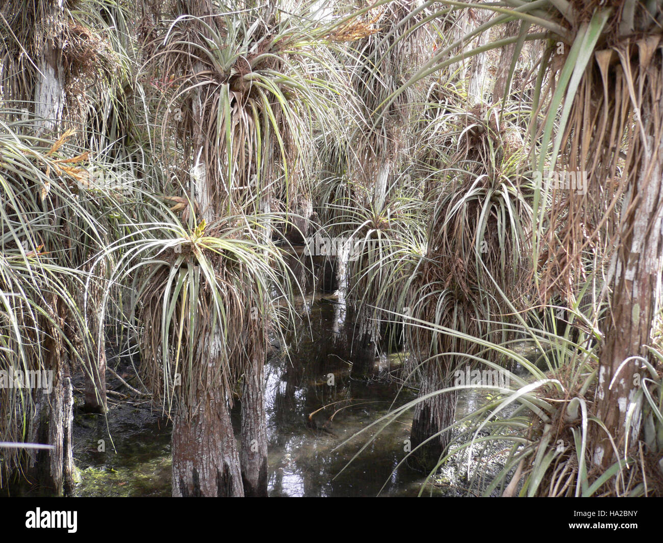 The image captures a scene from the Everglades National Park, featuring ...