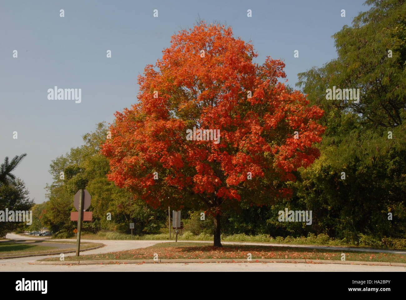 This image features a sugar maple tree in front of the Visitor Center ...