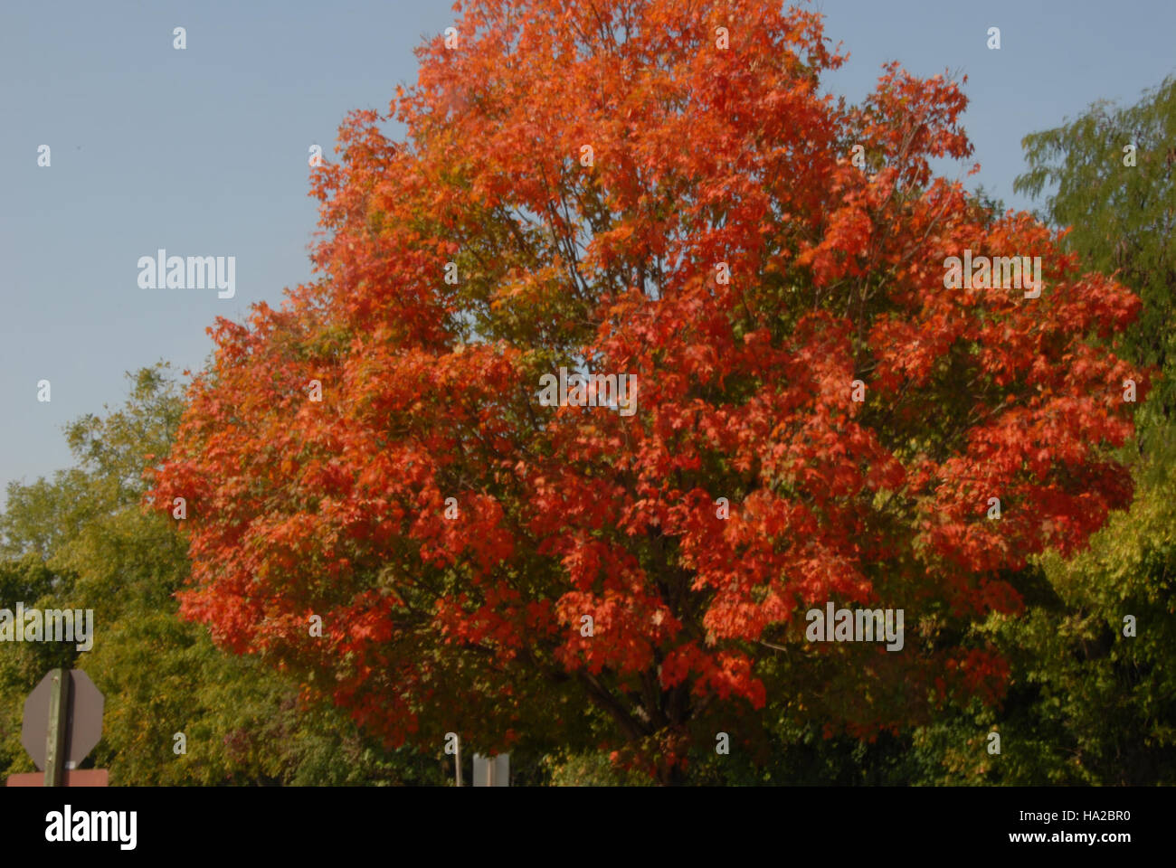 A sugar maple tree stands prominently in front of the Visitor Center at ...
