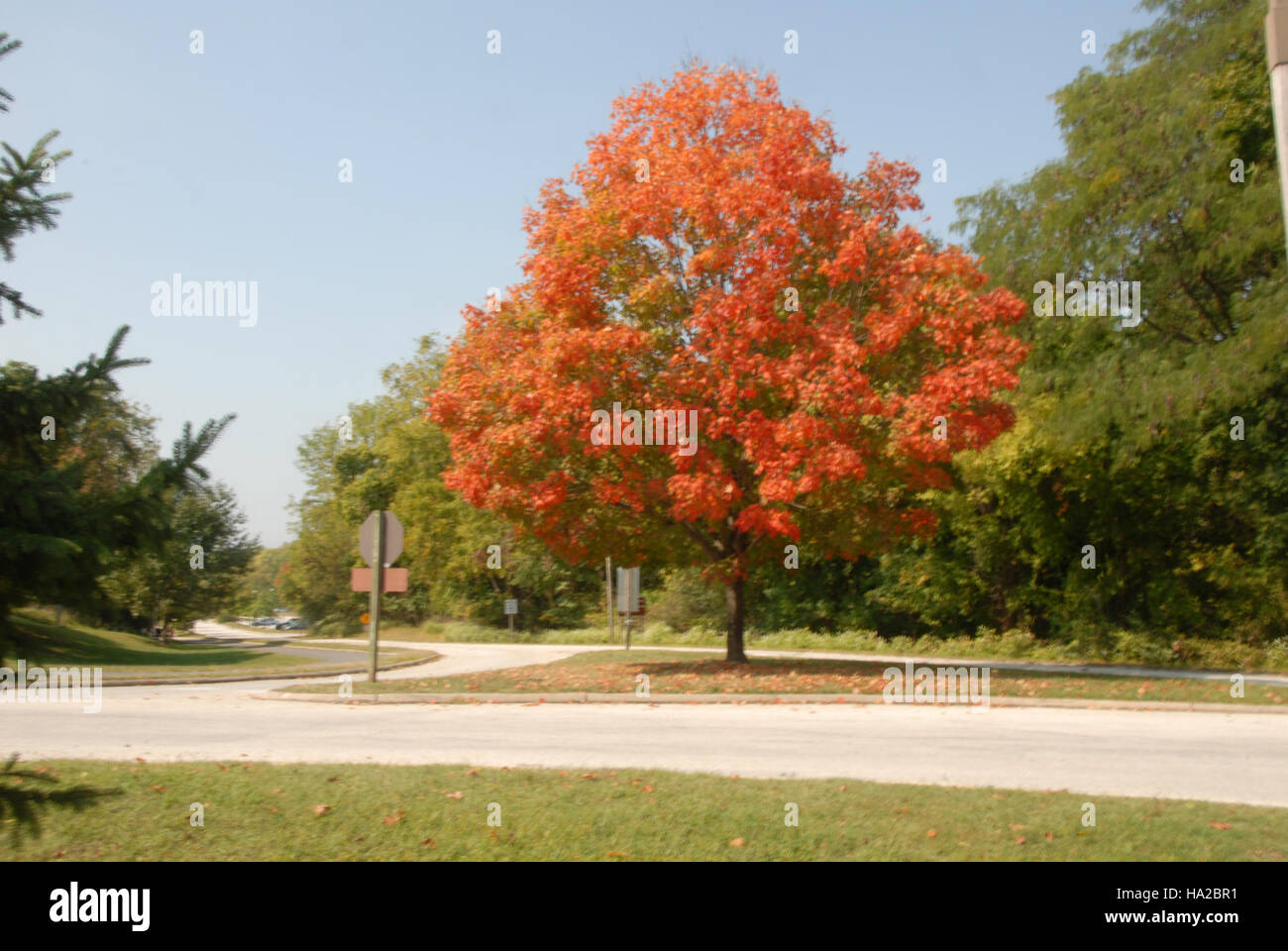 This image from Valley Forge National Park shows a sugar maple tree ...