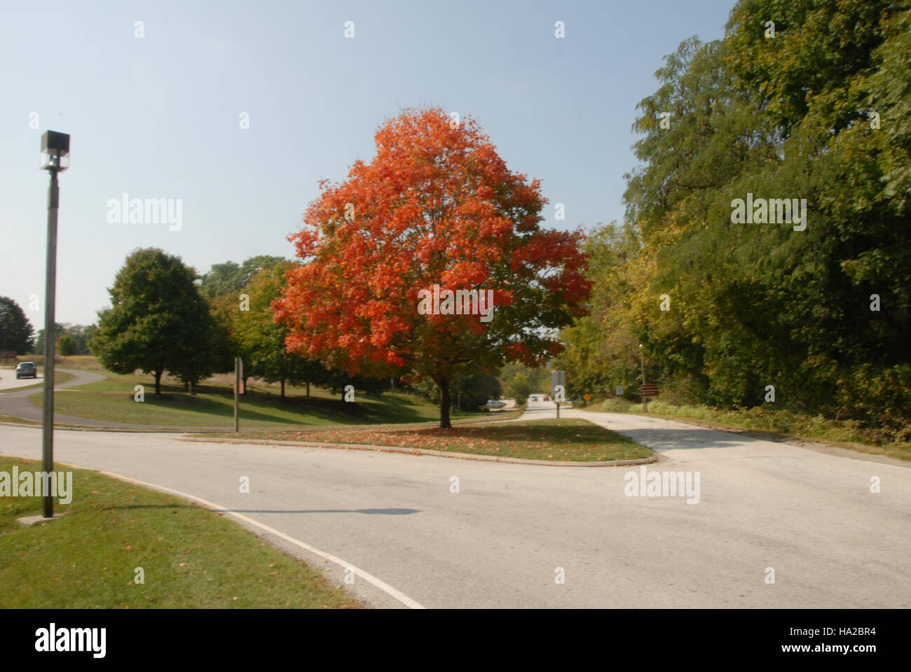 A sugar maple tree stands prominently in front of the Visitor Center at ...