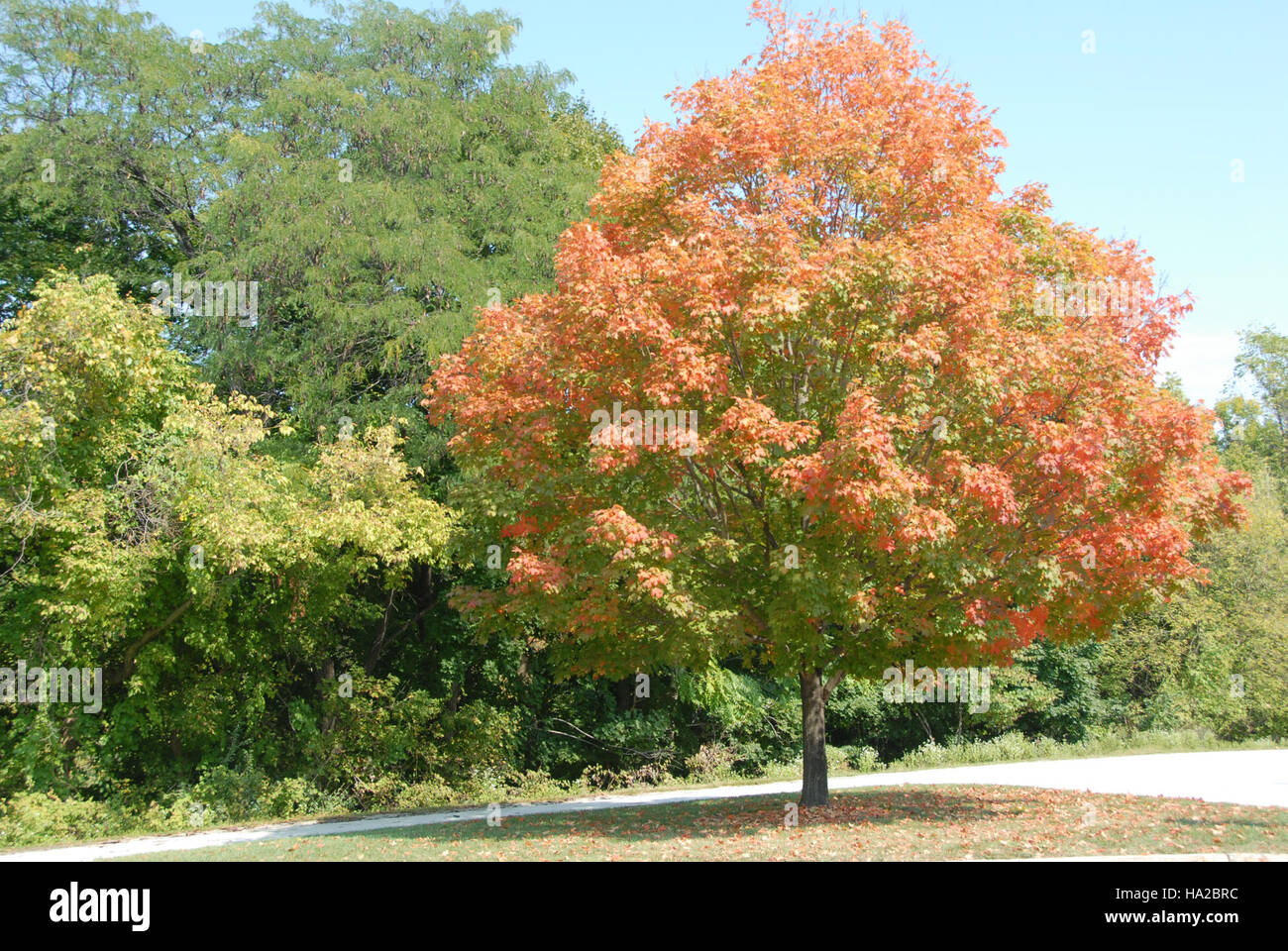 A photograph showing a sugar maple tree in front of the Visitor Center at Valley Forge National ...
