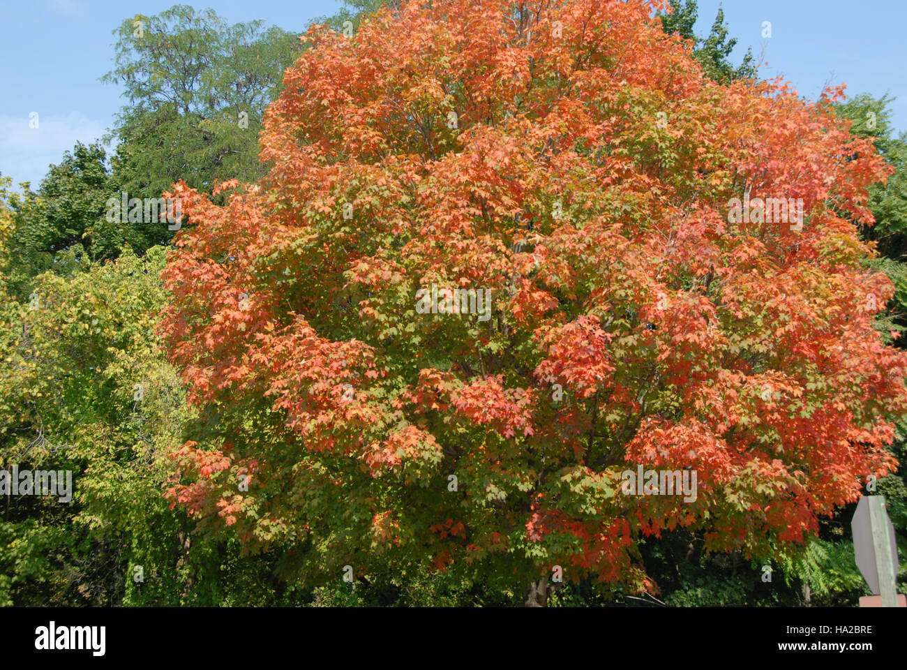 A photo taken at Valley Forge National Park features a Sugar Maple tree ...