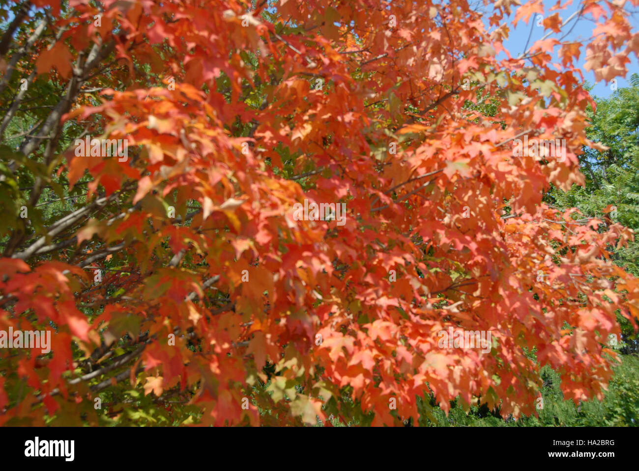 This image captures a sugar maple tree in front of the Visitor Center ...