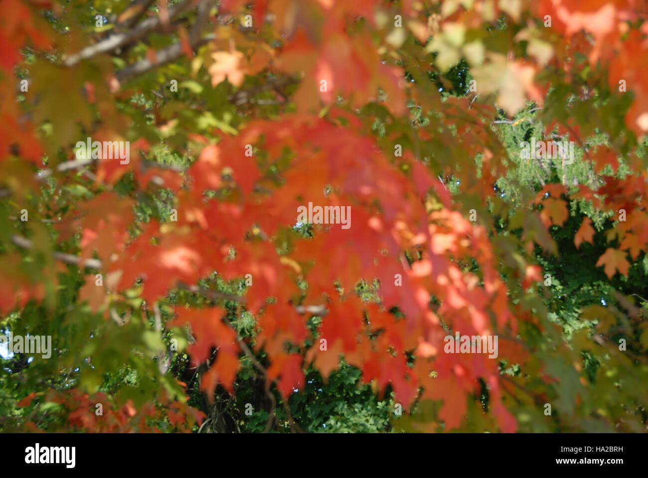This image captures a sugar maple tree in front of the Visitor Center ...