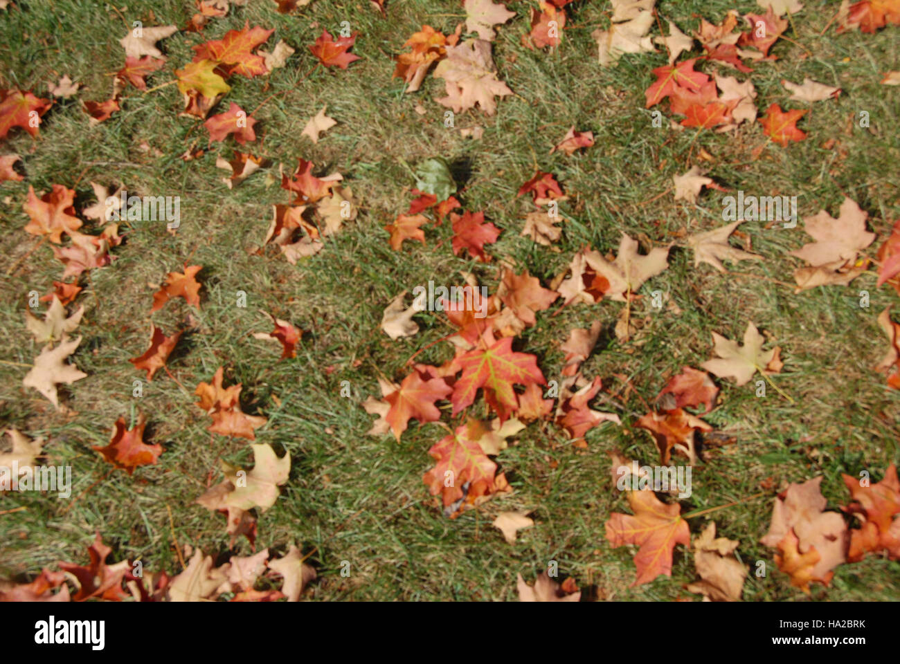 Fall foliage in Valley Forge National Historical Park displays vibrant ...