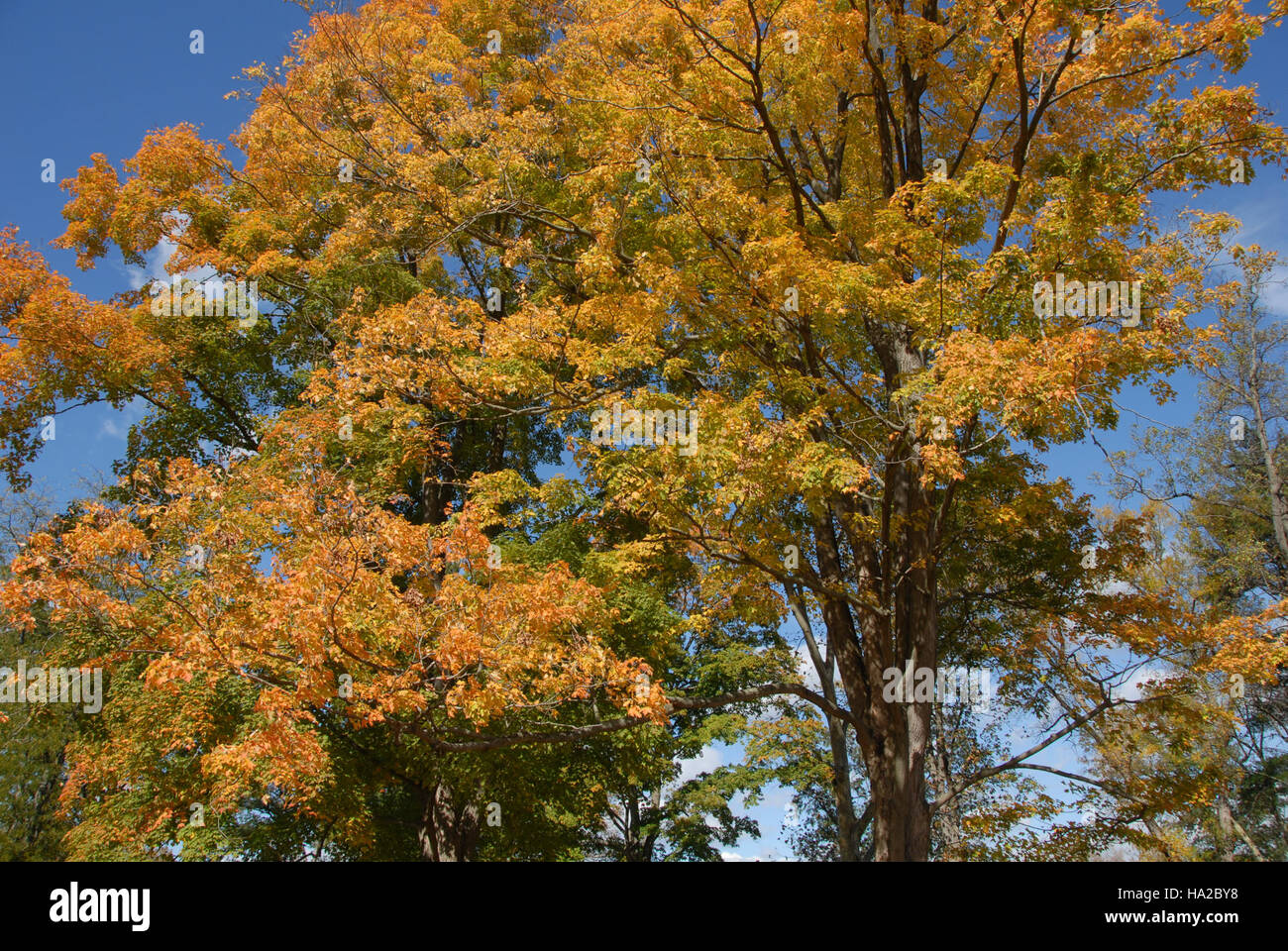 The photograph captures the trees at the Washington Headquarters (WHQ ...