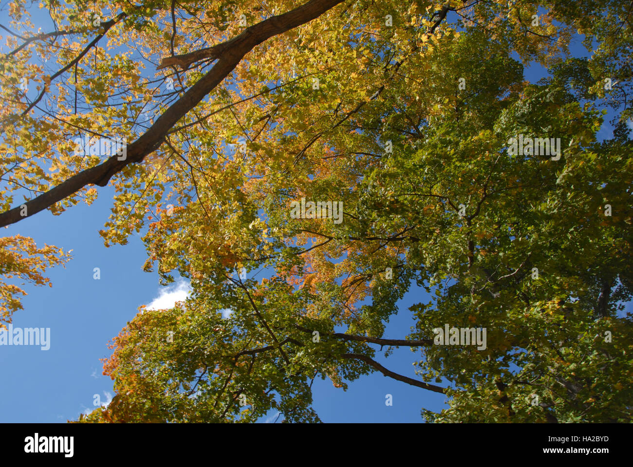 *Valley Forge National Park 6012575536* is an image of trees at the ...
