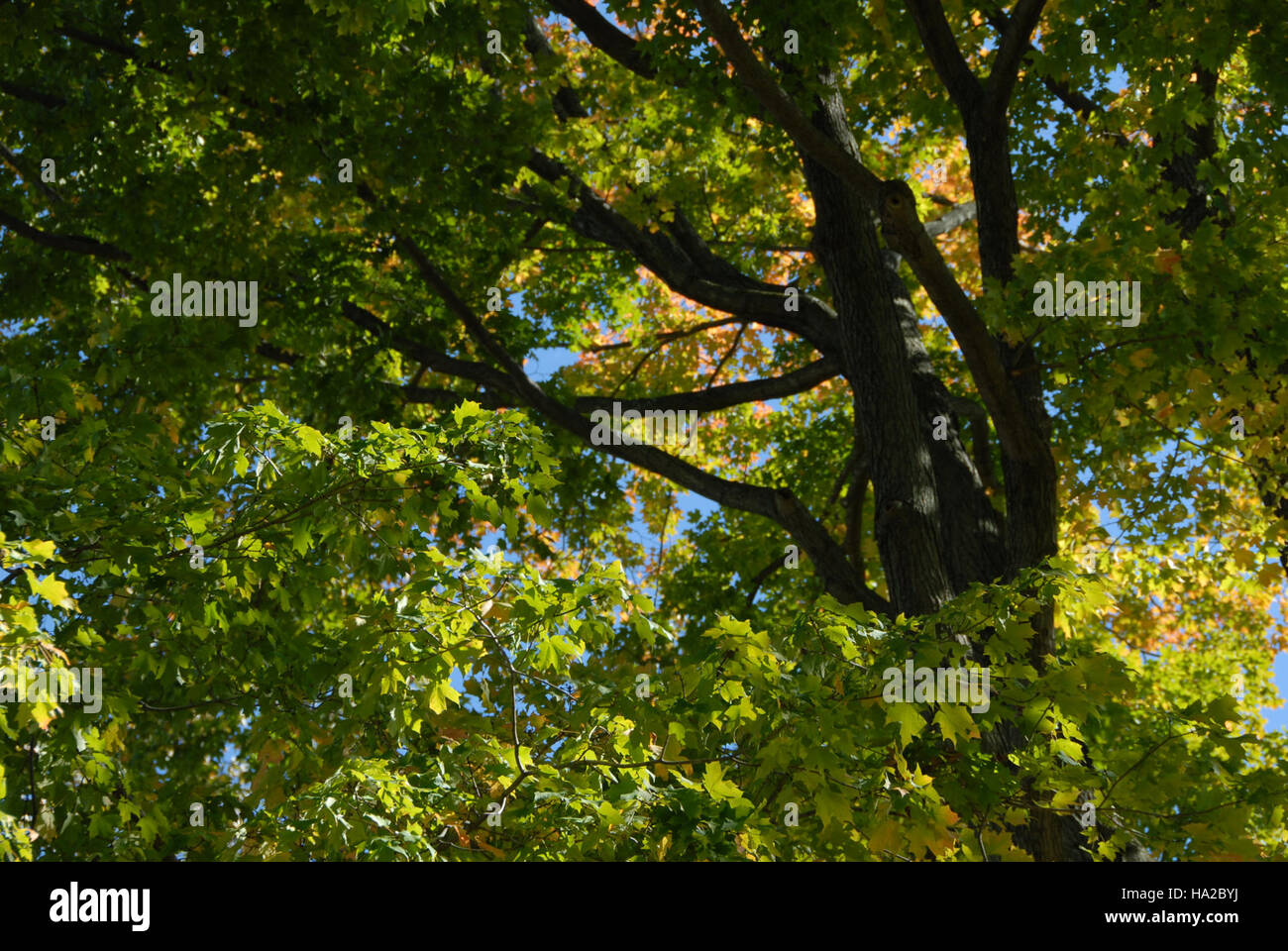 A photograph of trees at the Washington Headquarters in Valley Forge ...