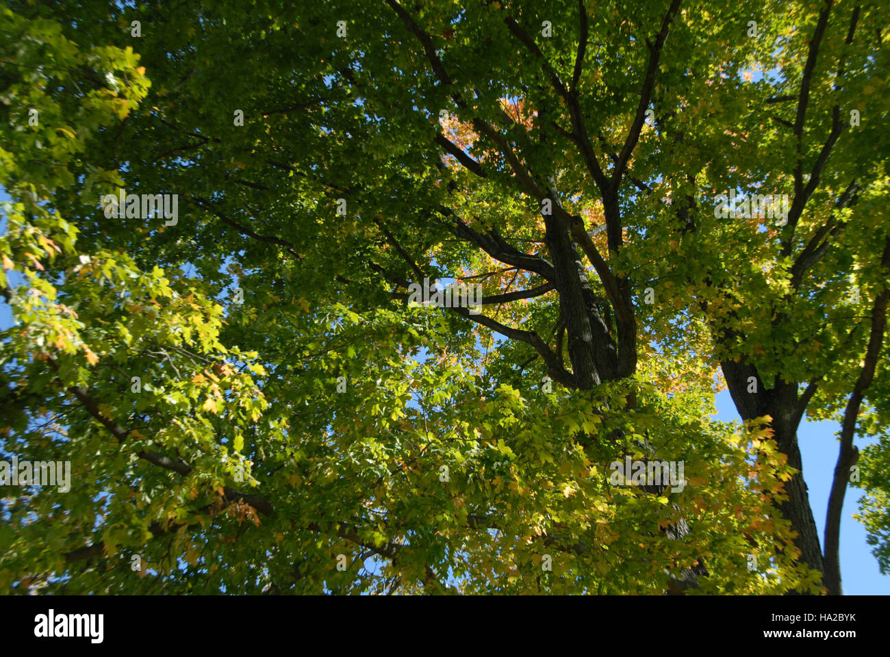 This photograph taken at Valley Forge National Park depicts trees at ...