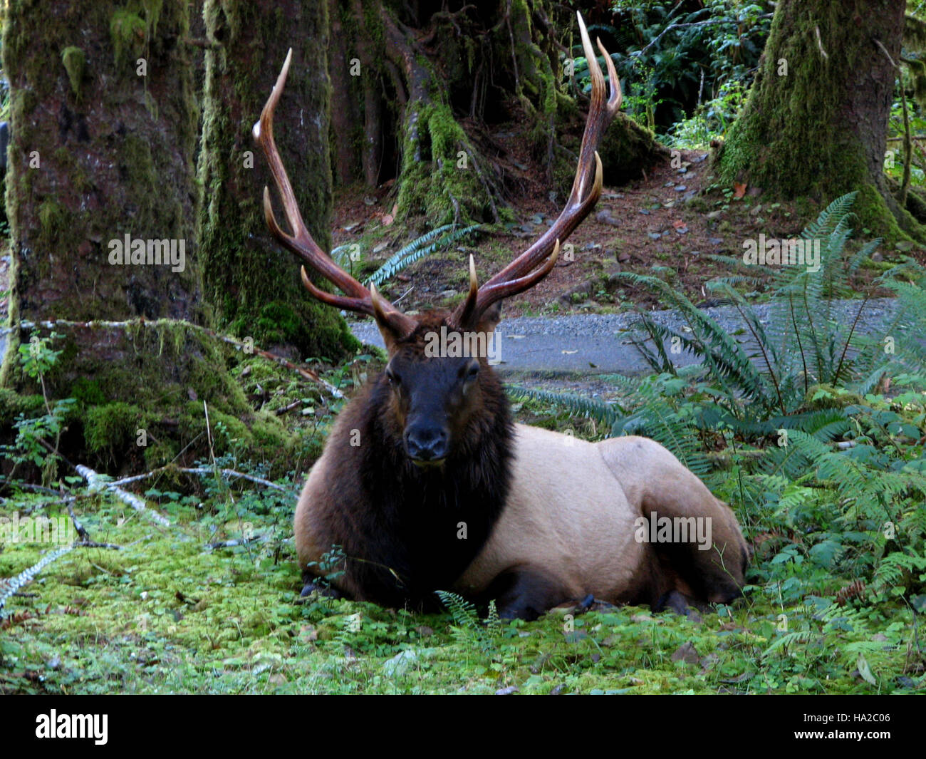 A photograph of a large bull elk lying down, facing forward. The elk's ...