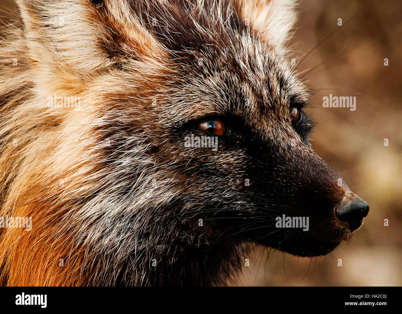 This photograph of a Red Fox was taken in Denali National Park. The fox ...