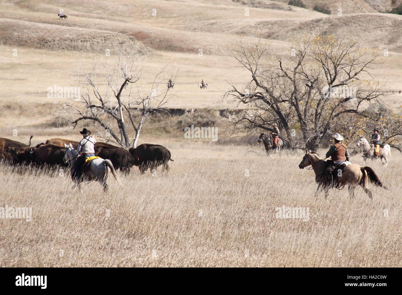 This photograph captures the dynamic scene of riders rounding up a herd ...