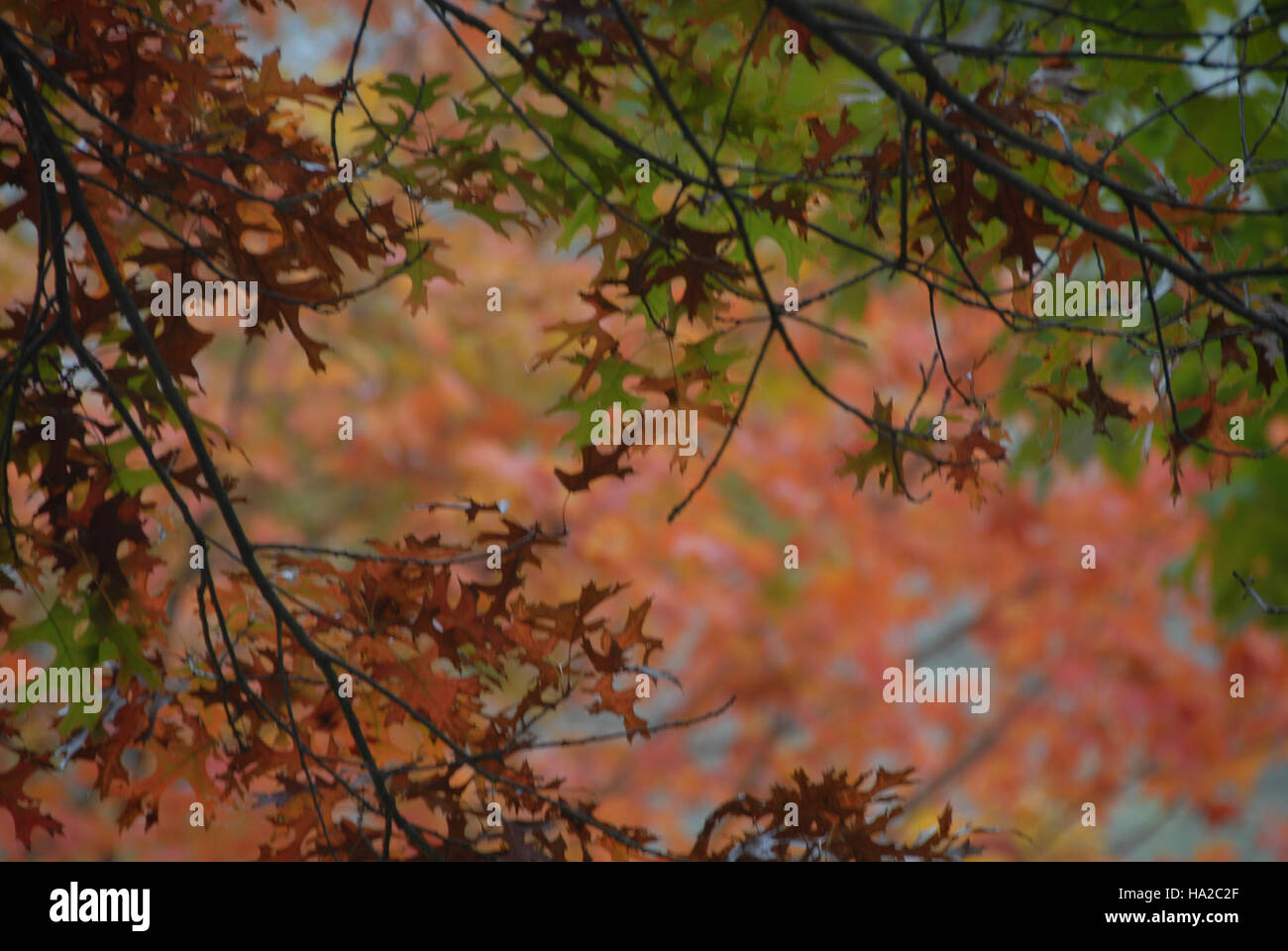 This photograph captures the serene atmosphere of Valley Forge National ...
