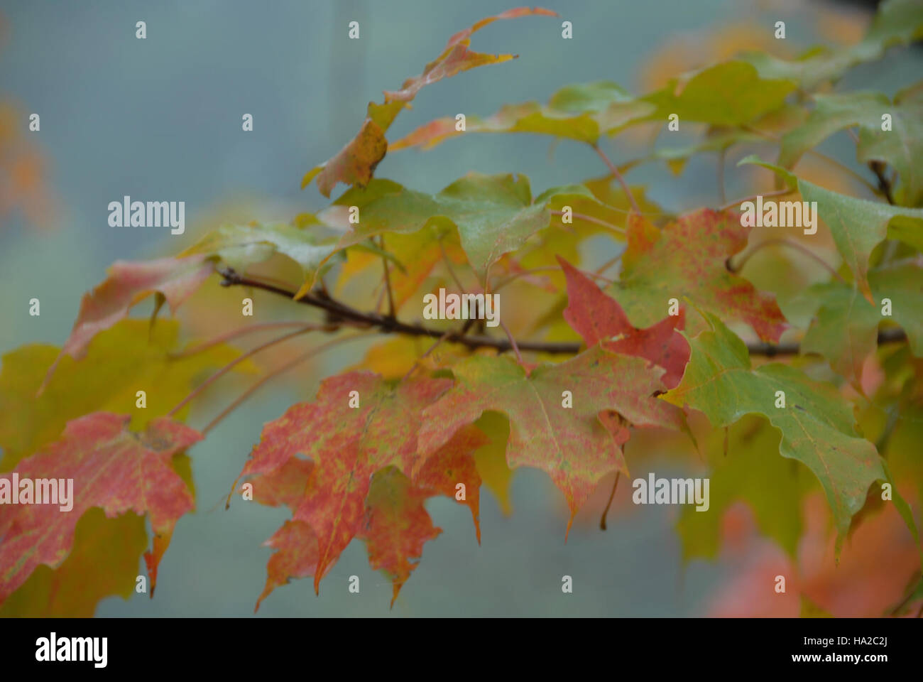 This photograph captures a misty autumn morning at Valley Forge ...
