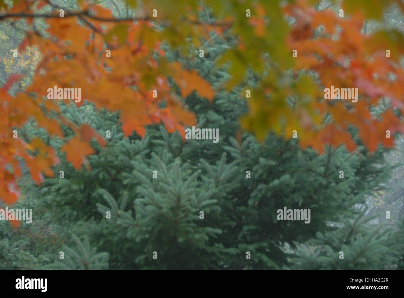 A serene autumn morning at Valley Forge National Park, captured in a ...