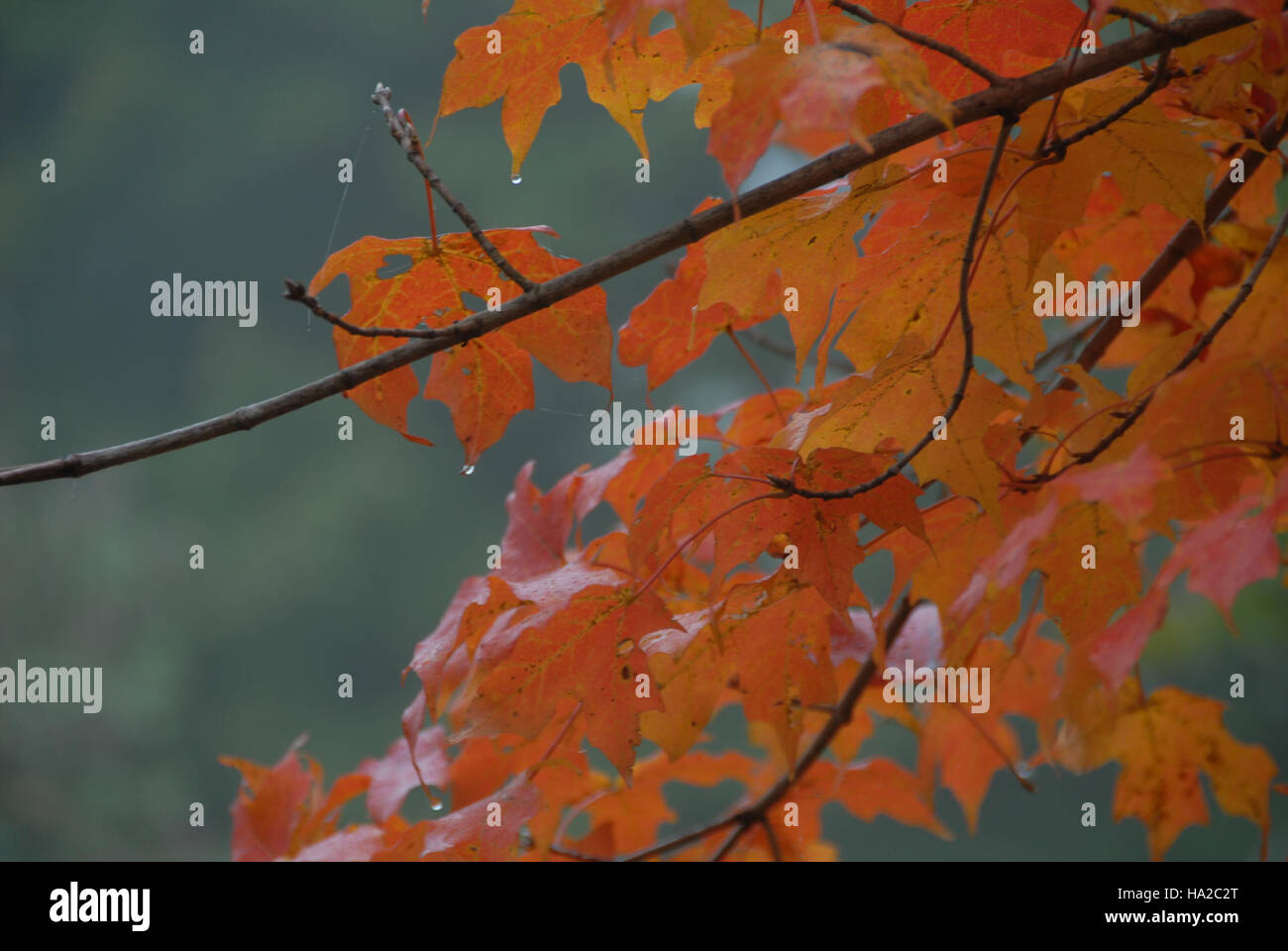 The photograph titled 'Valley Forge National Park Fall Fog' captures ...