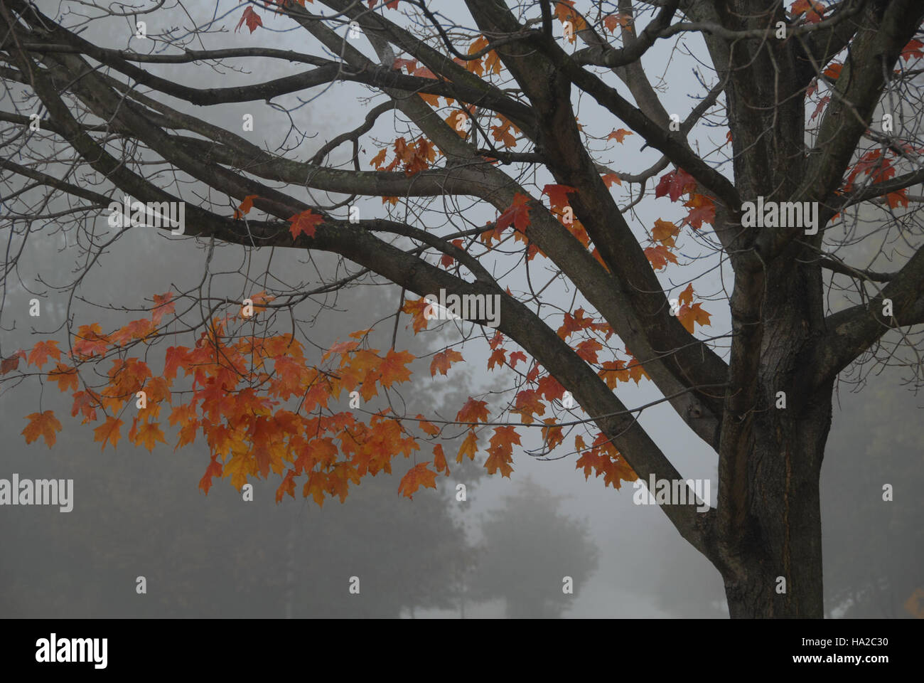 A foggy fall morning in Valley Forge National Park, showcasing the ...