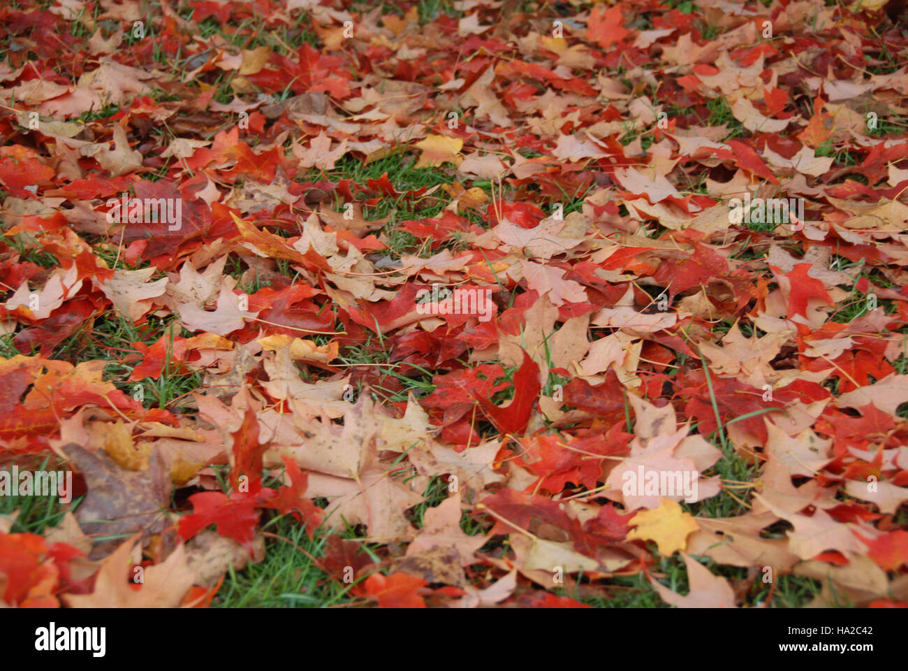 The *Fall Fog* photograph of Valley Forge National Park captures the ...
