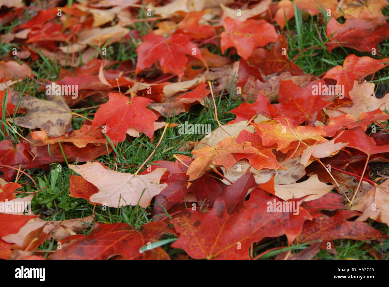 A foggy autumn morning at Valley Forge National Park, capturing the ...