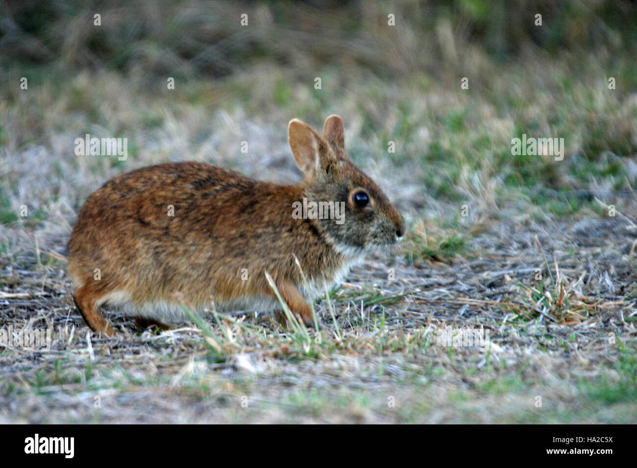 A photograph of a marsh rabbit taken in Everglades National Park ...