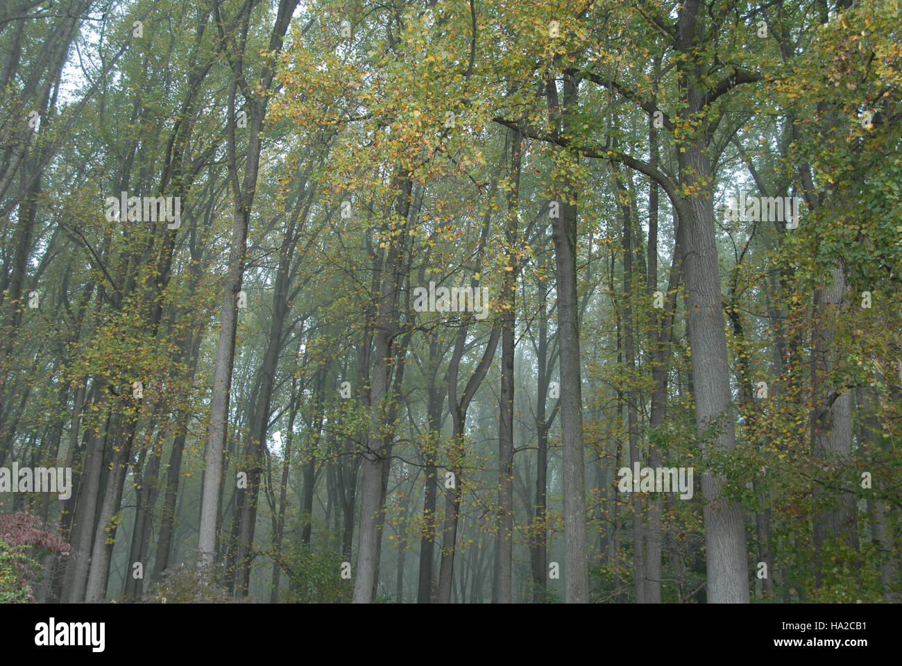 valleyforgenationalpark 7986590036 Fall Fog Stock Photo - Alamy