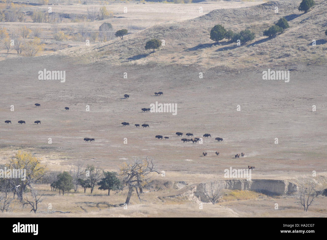 Bison roam freely in the Wilderness Area of Badlands National Park, a ...