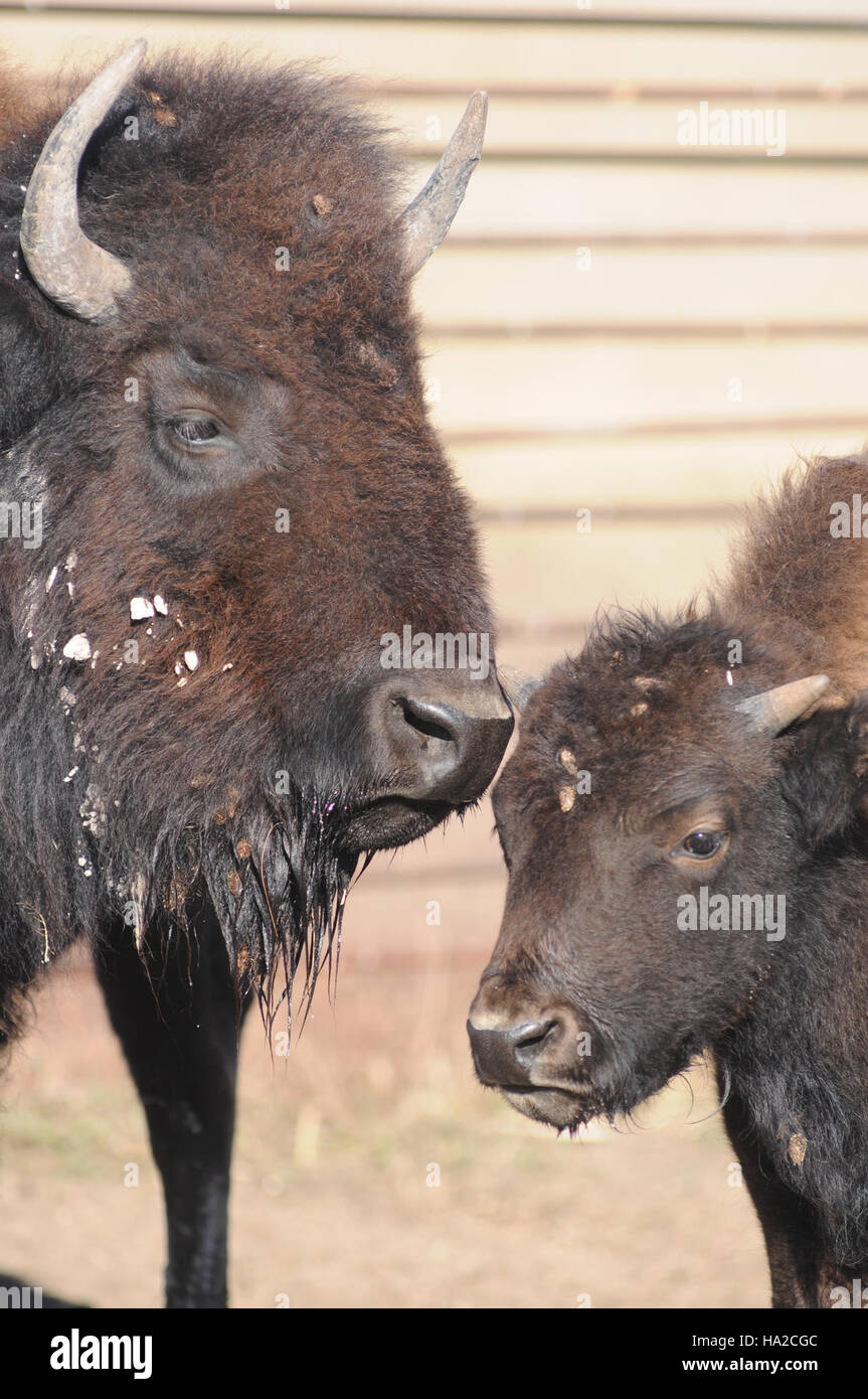 Bison and their calves in Badlands National Park represent a vital ...