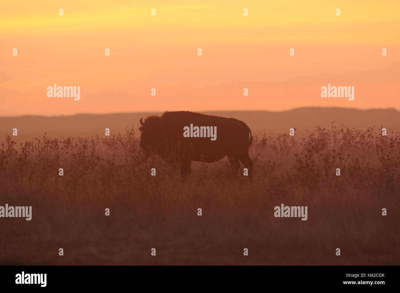 badlandsnationalpark 5962387428 Bison at Sunrise Stock Photo - Alamy