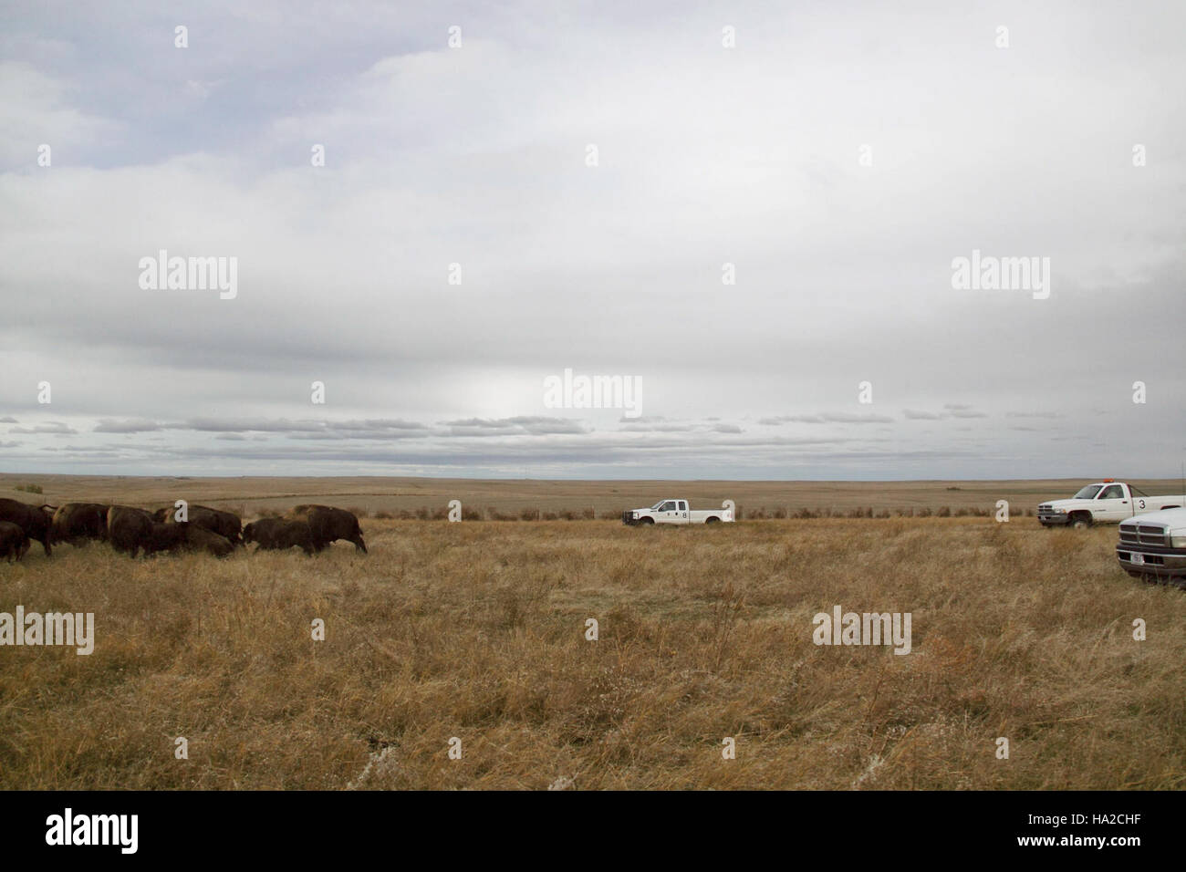 Park rangers use trucks to round up bison in Badlands National Park as ...