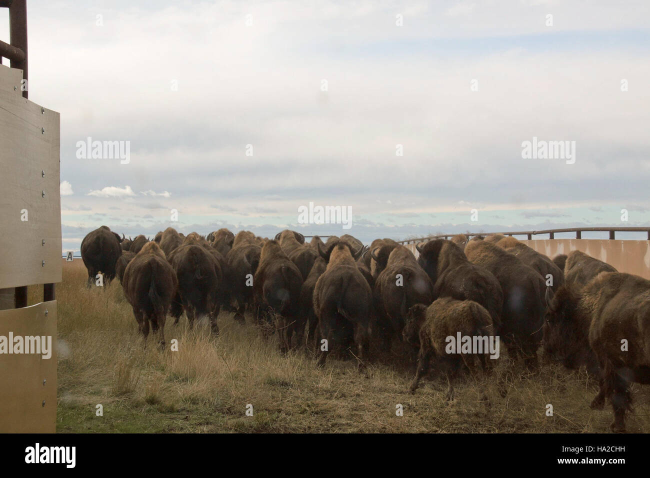 Park rangers at Badlands National Park work to manage bison herds ...