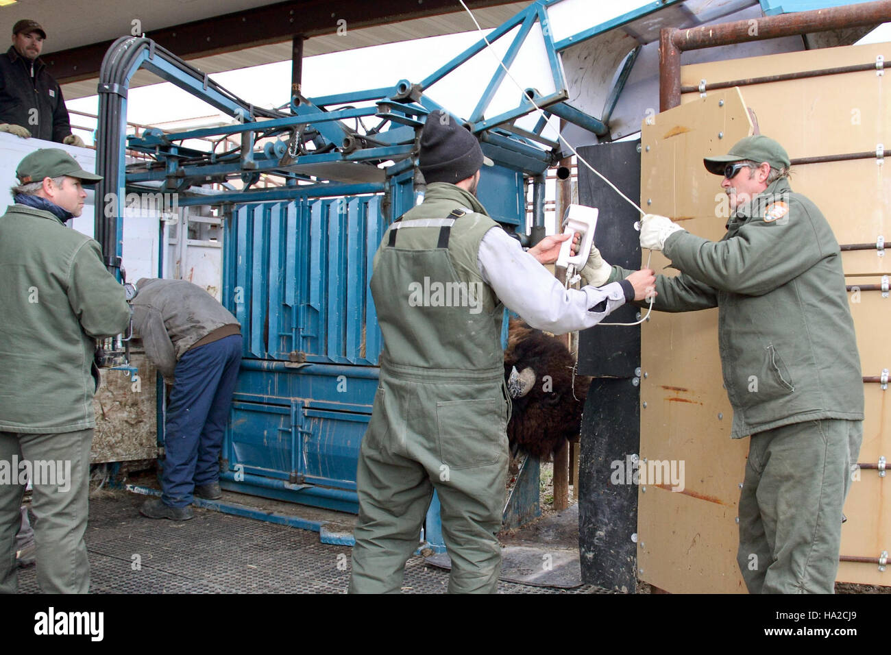 badlandsnationalpark 5978378400 Bison in Squeeze Chute Stock Photo - Alamy